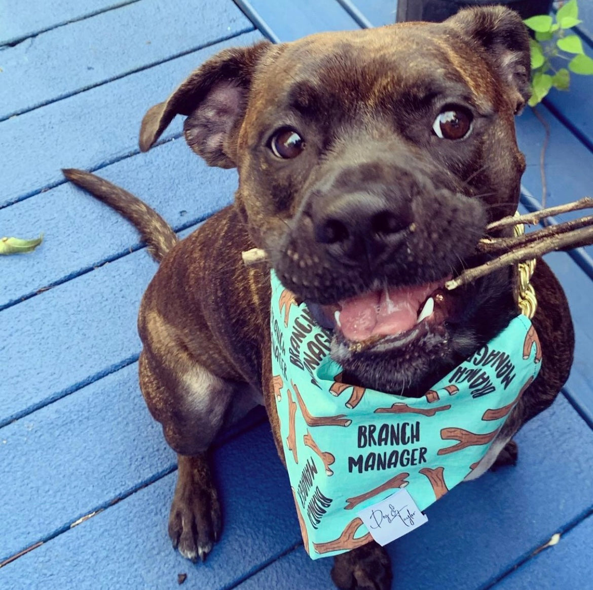 Branch Manager Dog Bandana | Funny Style | Dog & Taylor® – DOG & TAYLOR